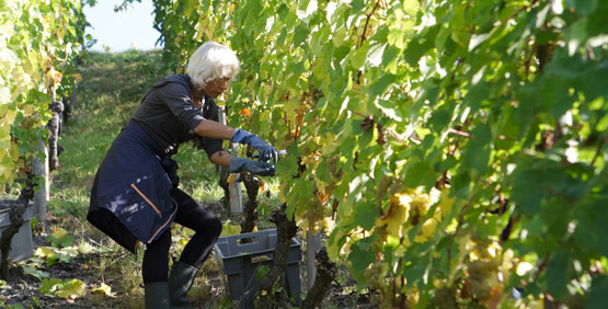 Caves St. Remy-Desom Sàrl - Boisson alcoolisée Remich