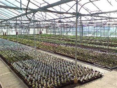 Warnier Carlo (Fleurs) - Fleuriste Strassen | Editus